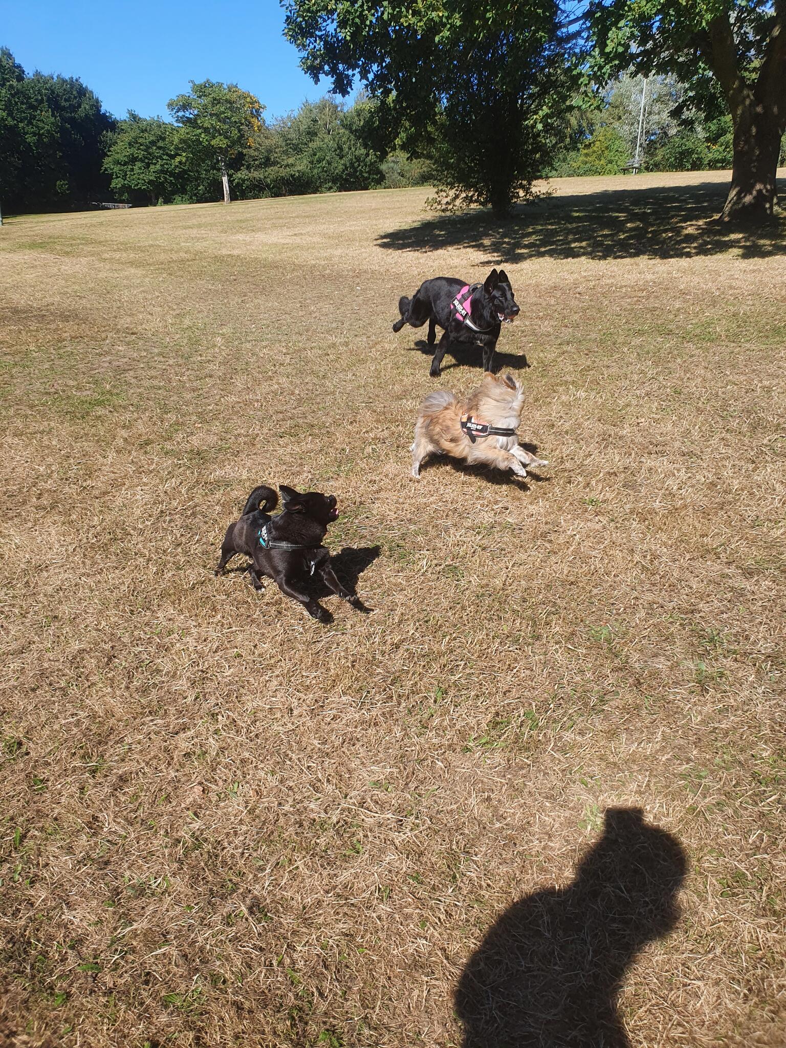 Charlie Rice - Orpington - Nextdoor