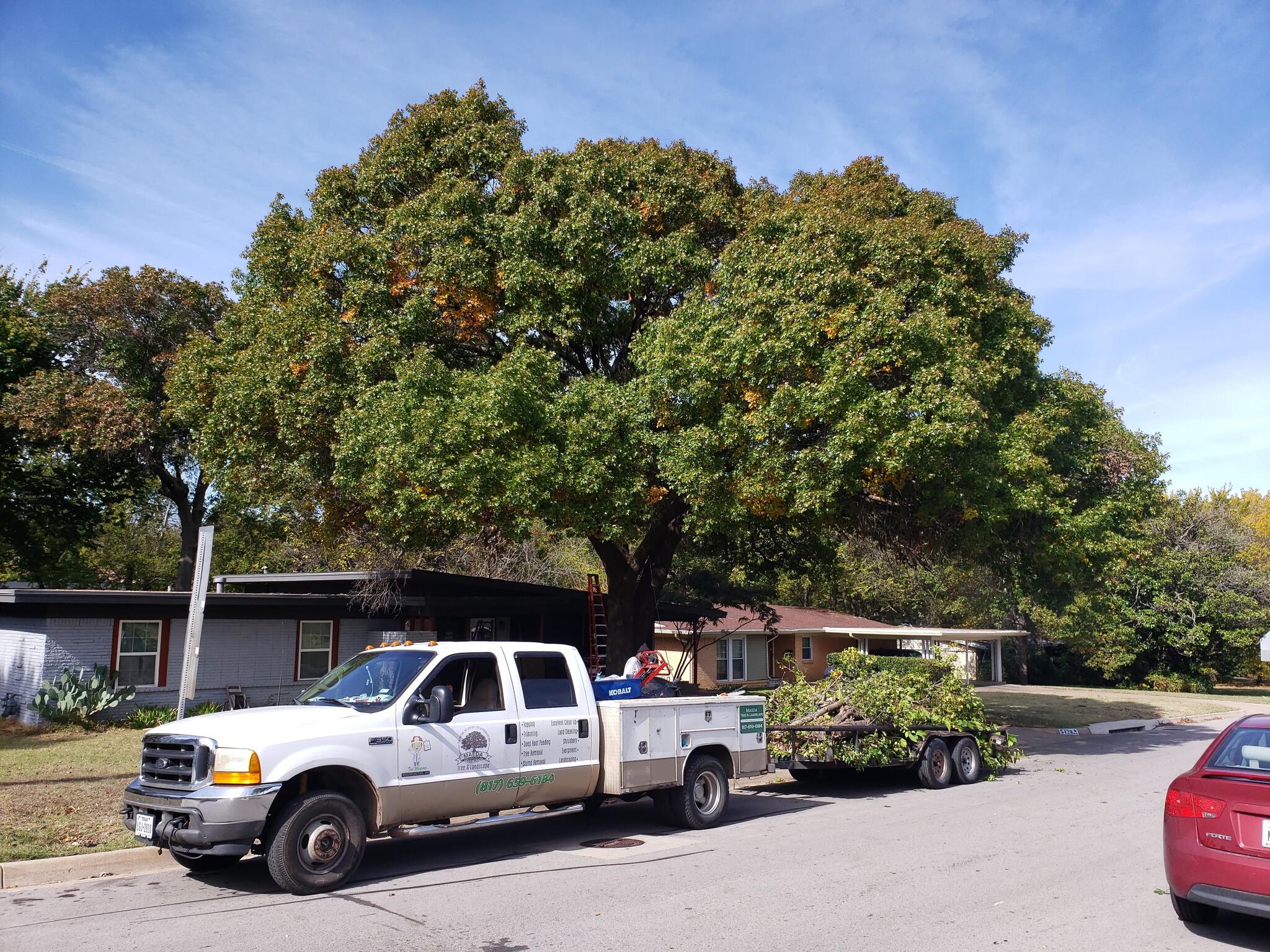 Maeda tree and landscape - Nextdoor