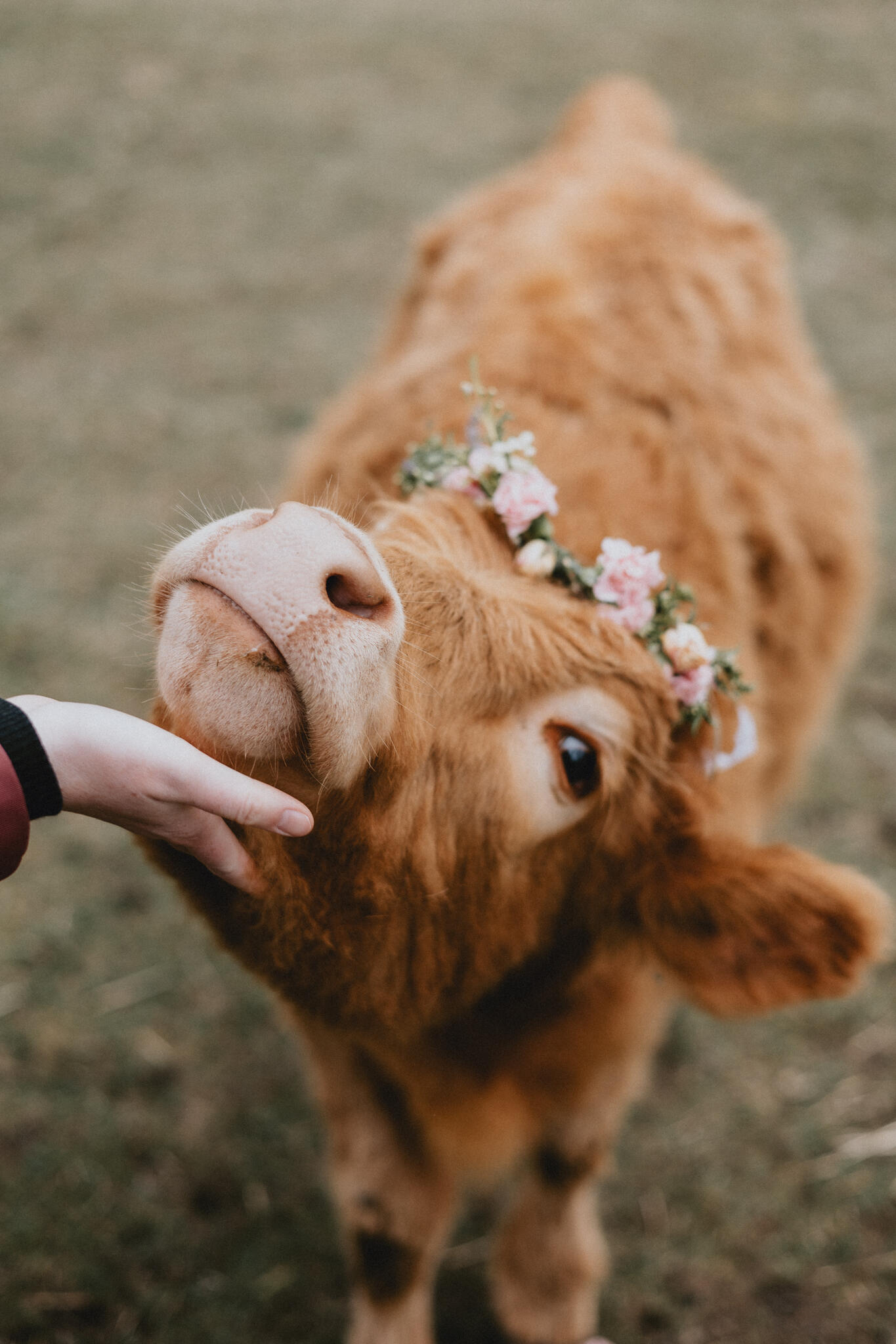 Infinity Farm - Issaquah, WA - Nextdoor