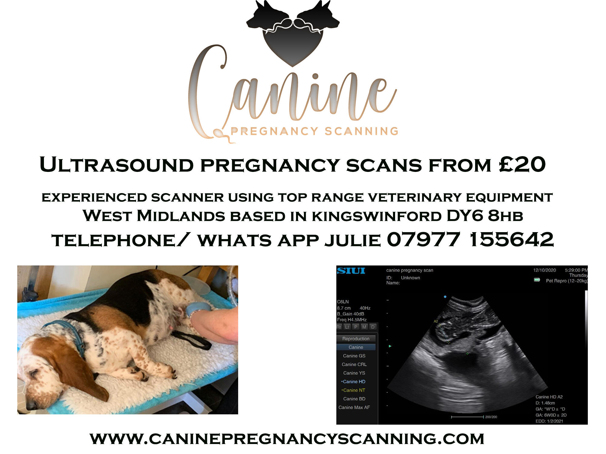 How Accurate Are Dog Pregnancy Scans