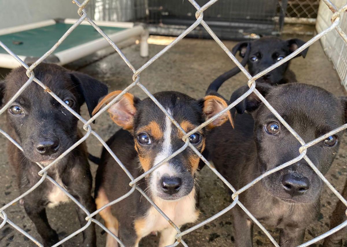 Bruno Project Rescue, Inc. - Columbia, MD - Nextdoor