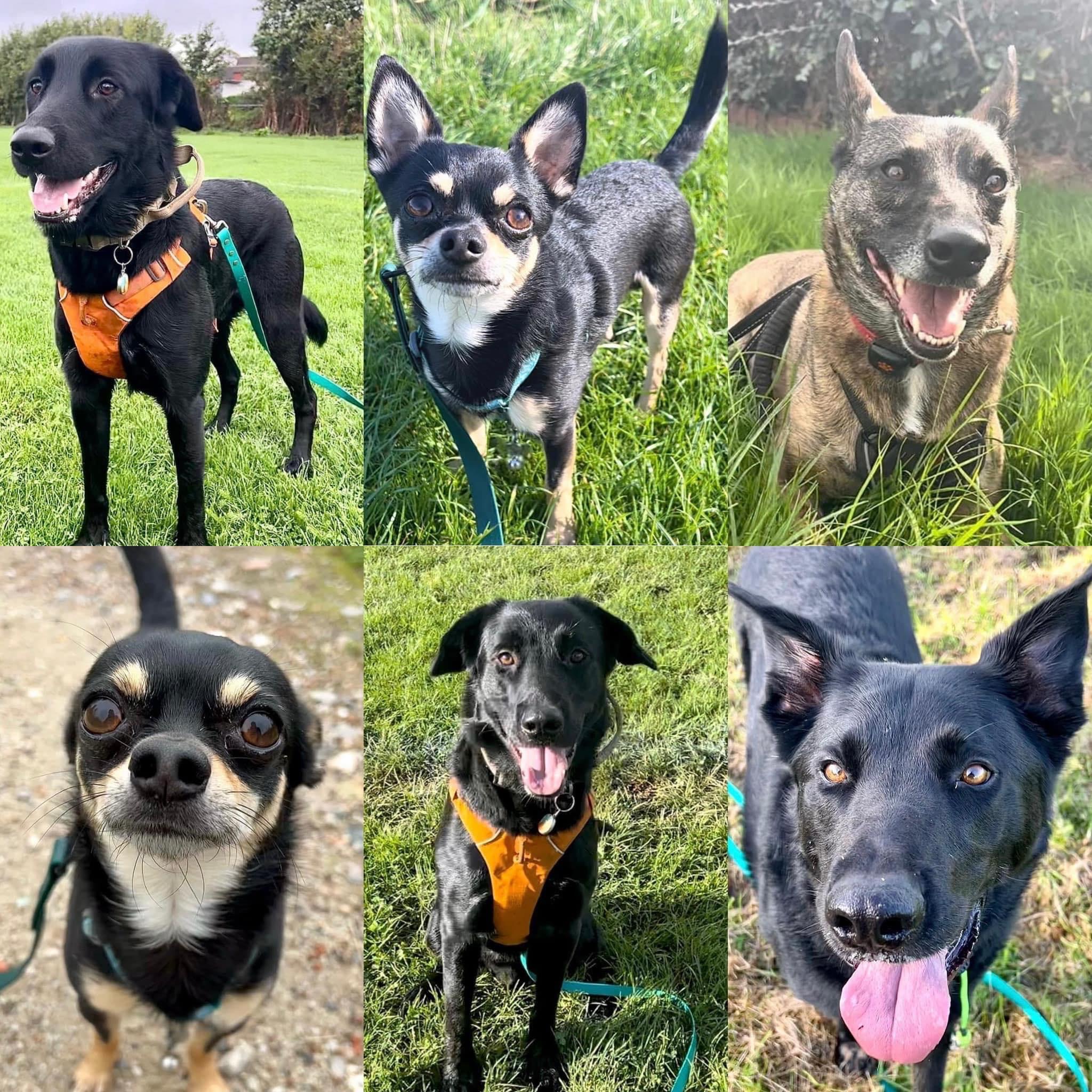 The 4 Paw Walker - Exeter, GB-ENG - Nextdoor