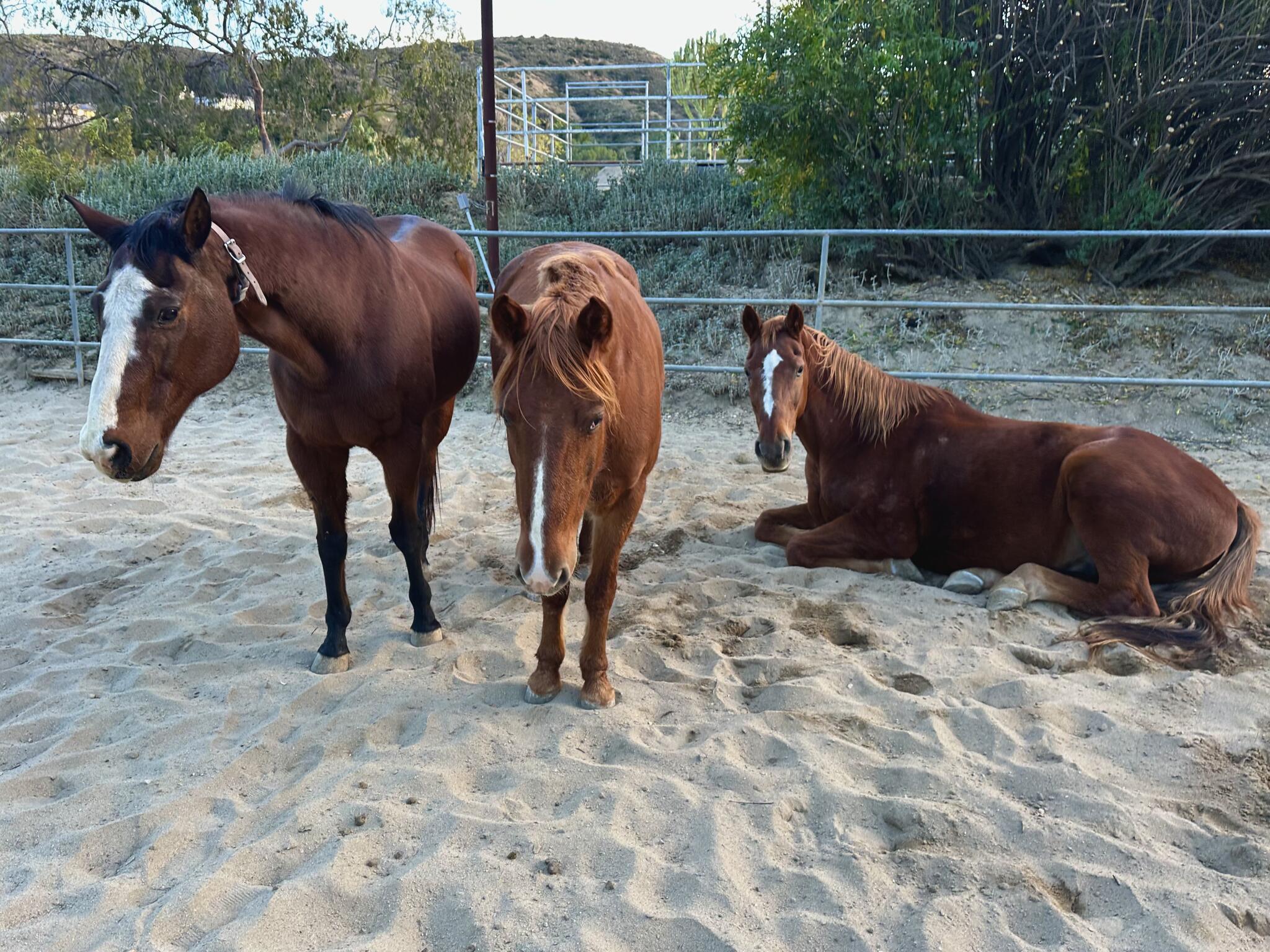 Golden Horse Ranch Boarding - Sunland, CA - Nextdoor