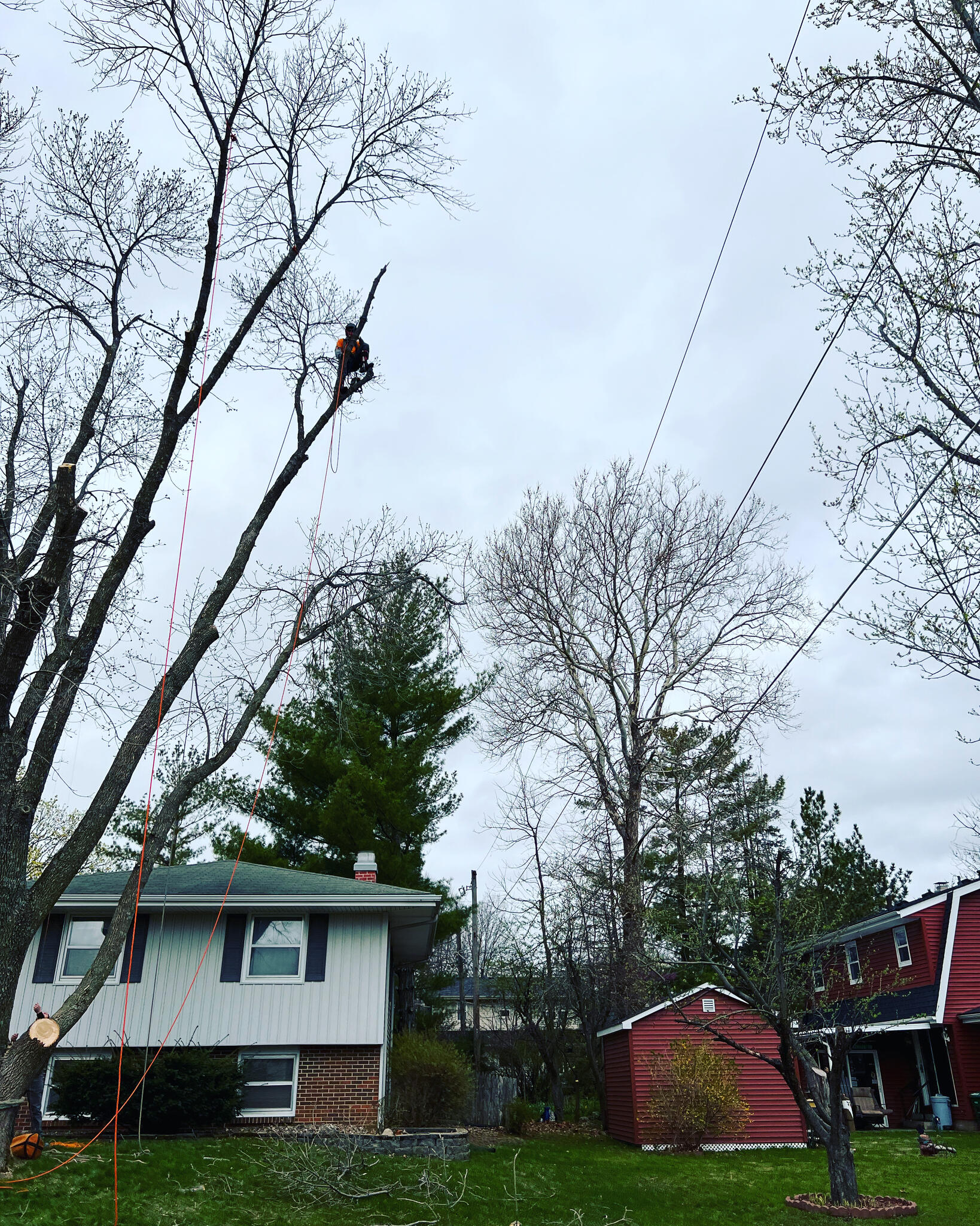 Tree Ninja llc - Nextdoor