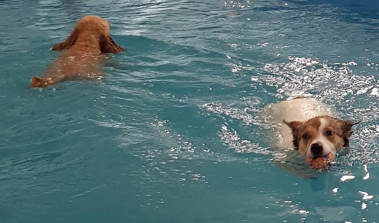 Dog Splash Swimming Pool for Dogs - Pevensey, GB-ENG - Nextdoor