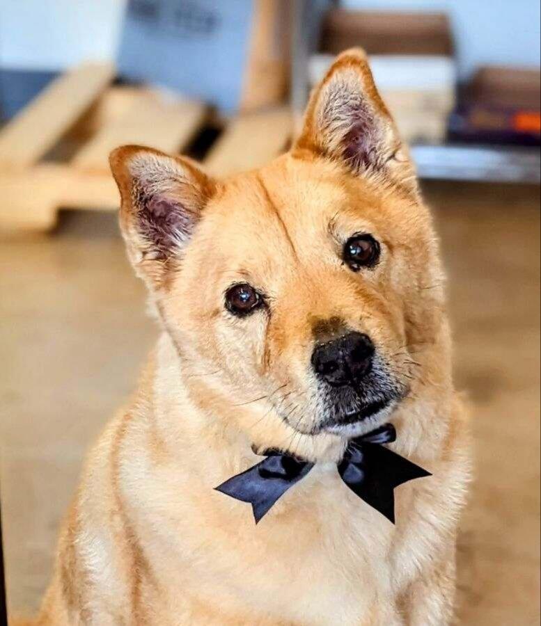 Moose's Mutt Cuts - Denver, CO - Nextdoor