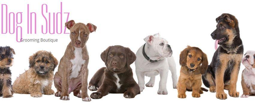 Dog In Sudz Grooming - Nextdoor