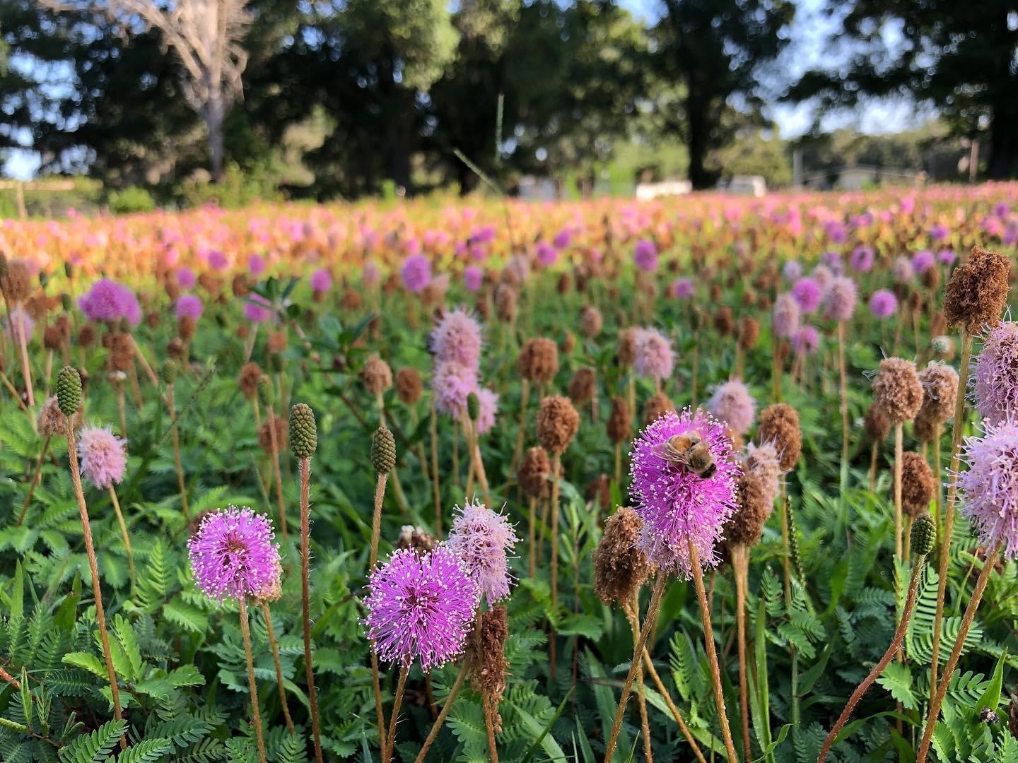 Florida Native Plants Nursery & Landscaping - Sarasota, FL - Nextdoor
