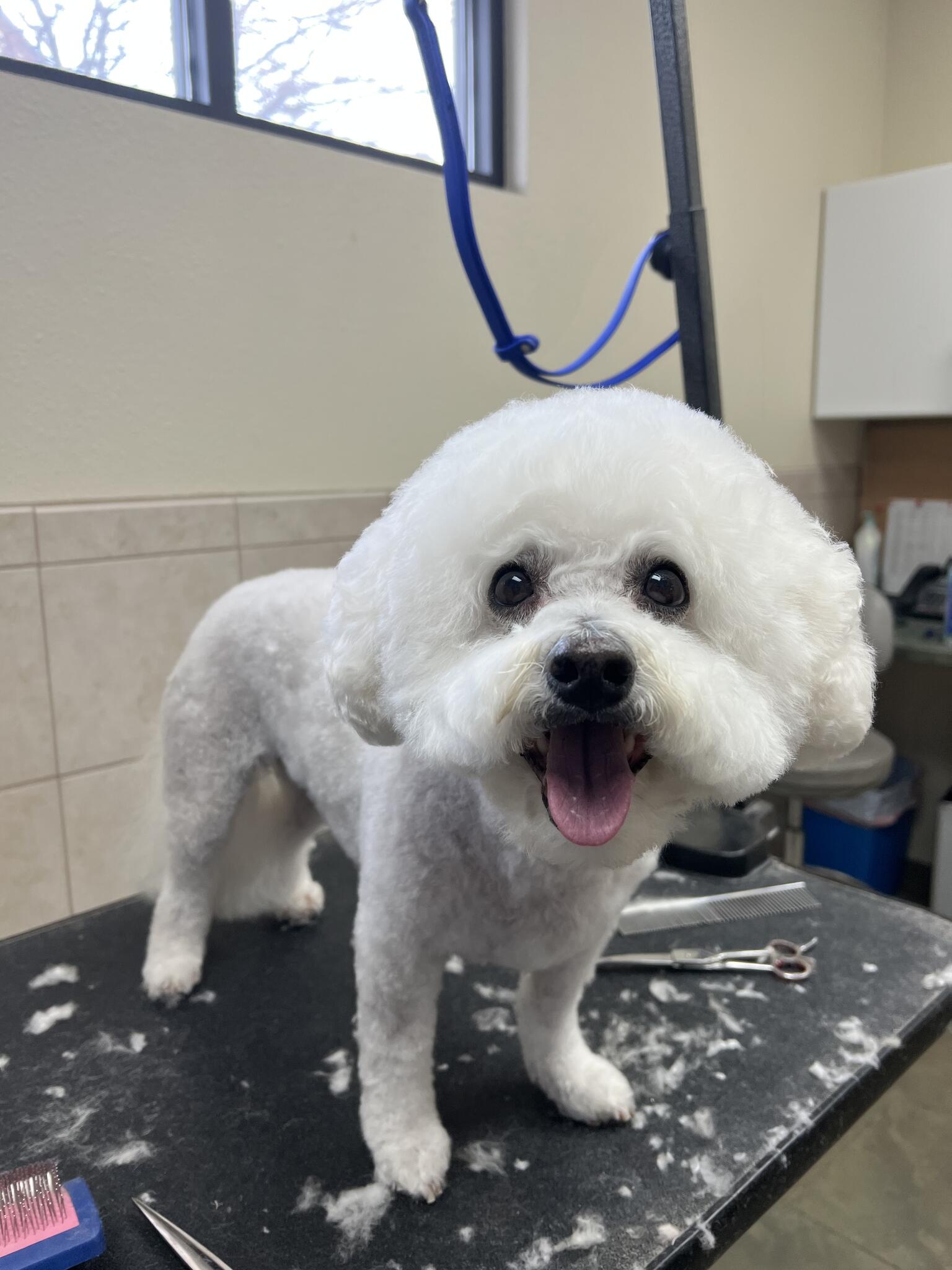 Modish Mutt Cuts LLC - Colorado Springs, CO - Nextdoor