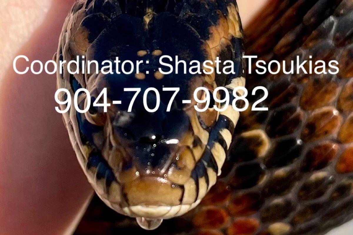 FREE Snake Relocation- Native Snake Survival Network - Ponte Vedra ...