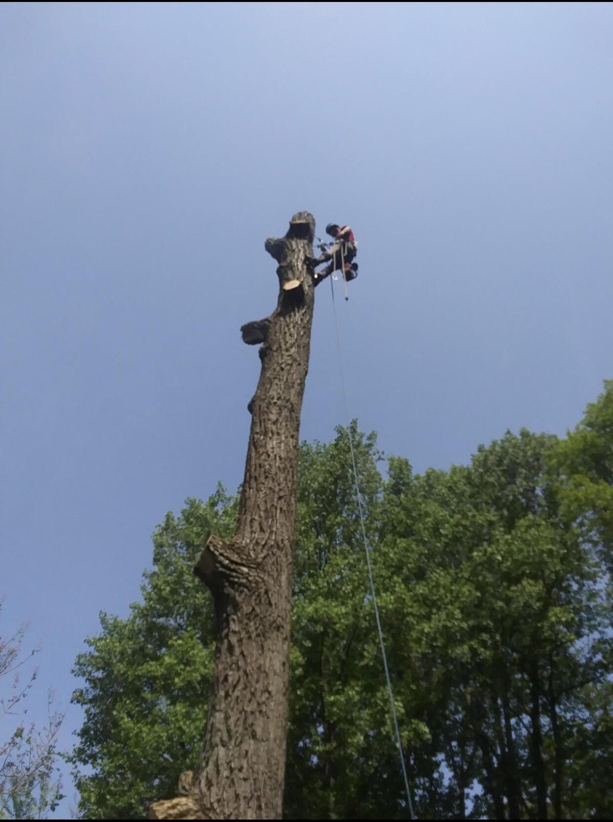 Just-N-Time Tree Service - Taneytown, MD - Nextdoor