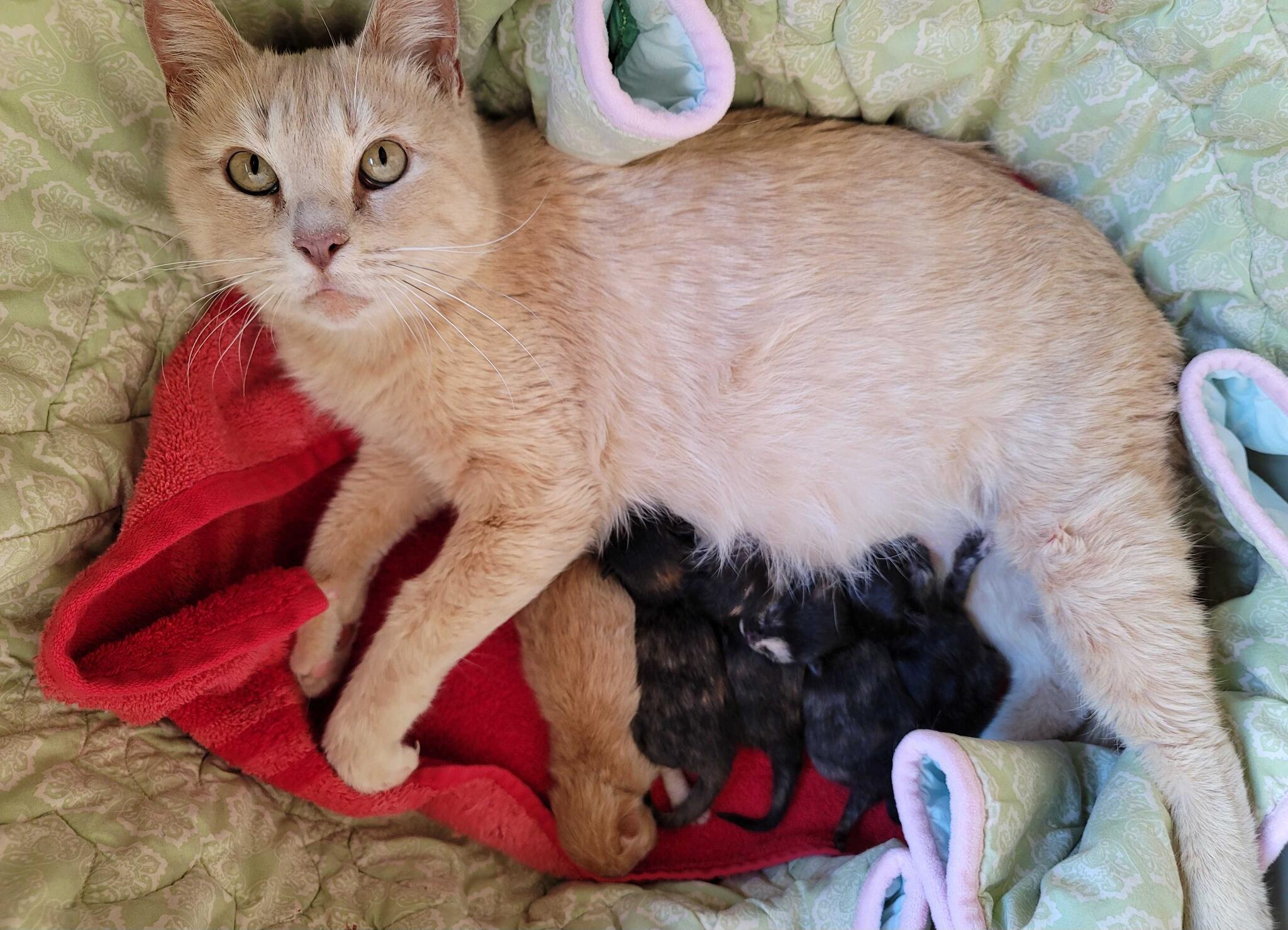 Wild Blue Cats - Colorado Springs, CO - Nextdoor