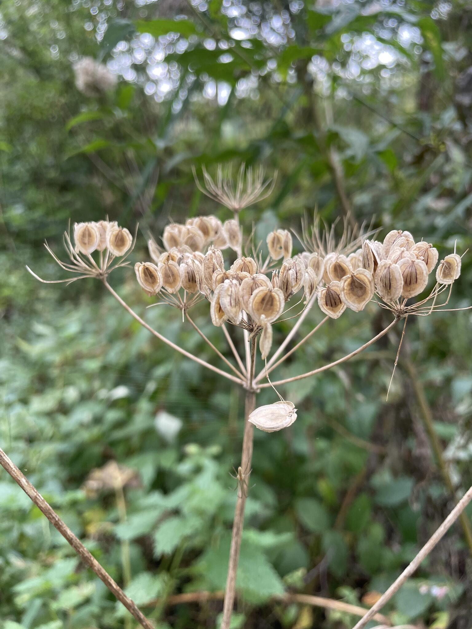 Anne van den Elzen Coaching l Leefstijl - Nextdoor