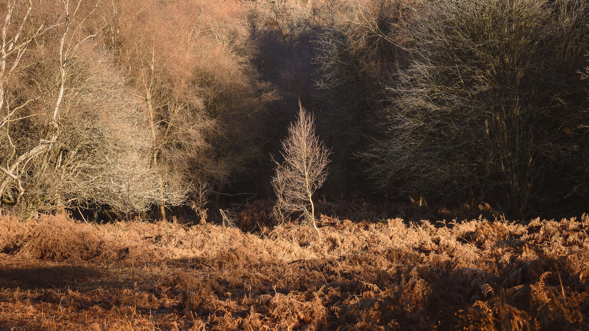 Nick Marchant Photography - Sheffield - Nextdoor