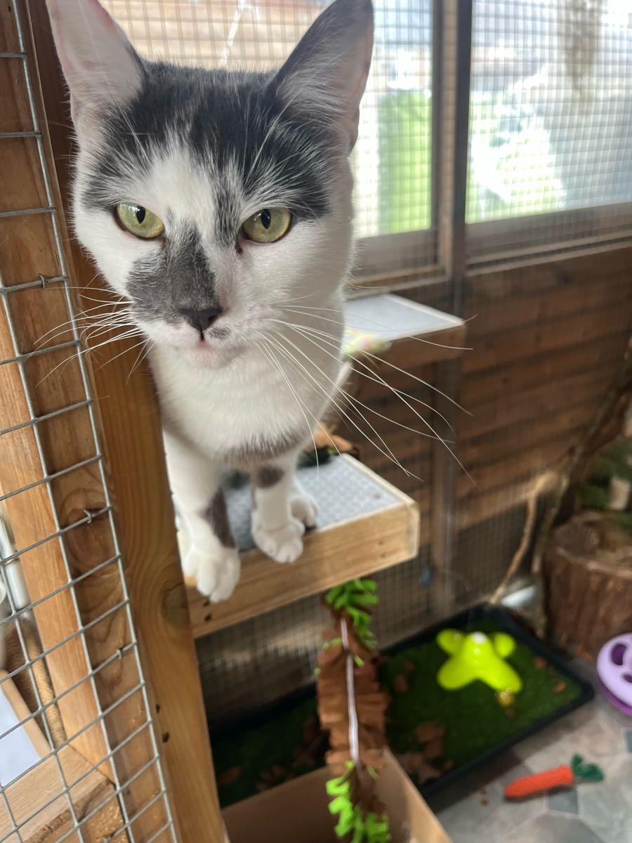 Cat Naps Cattery - Sheffield, GB-ENG - Nextdoor