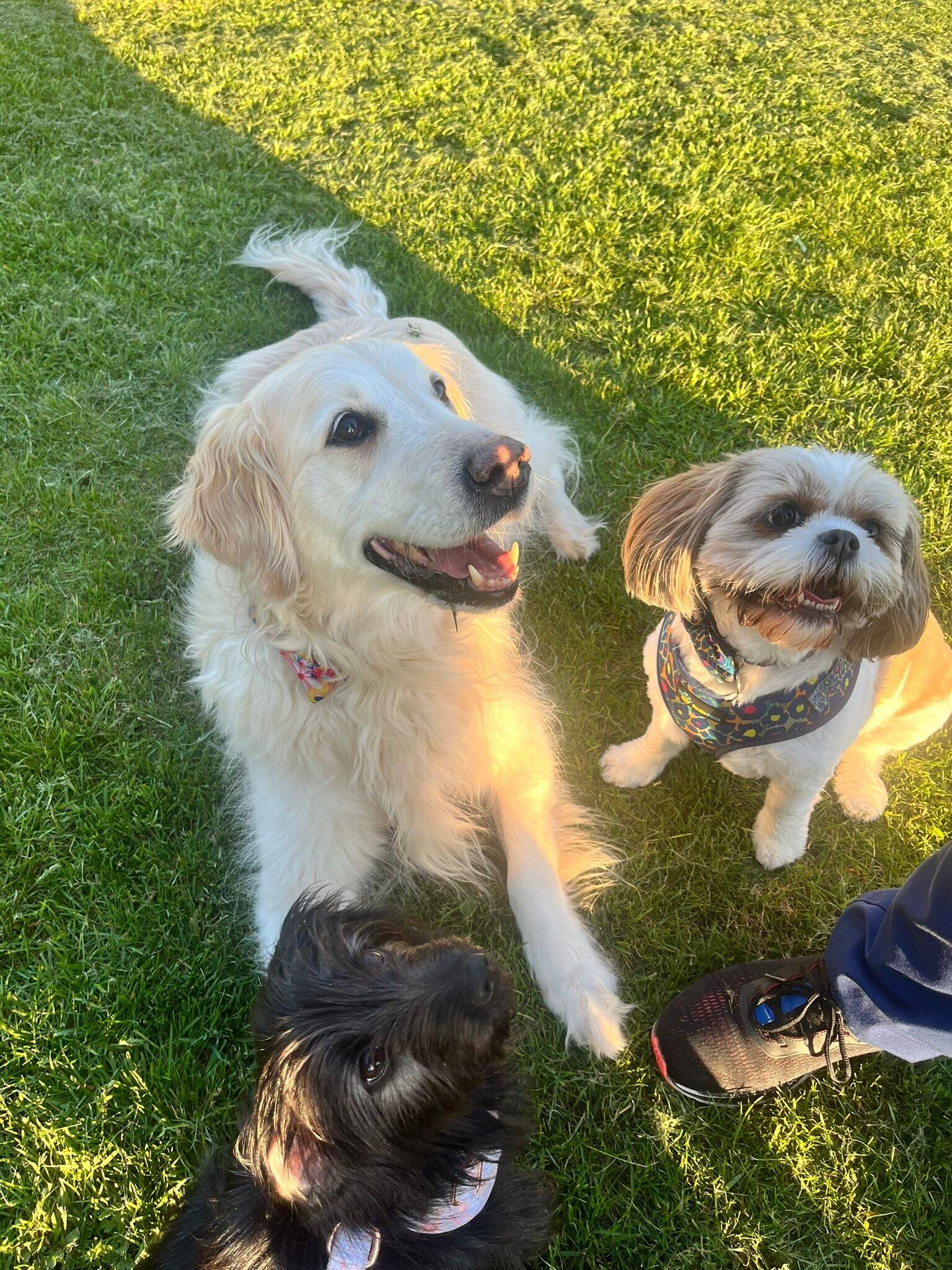 Happy Paws Dog Day Care, walking and pet sitting - Liverpool - Nextdoor
