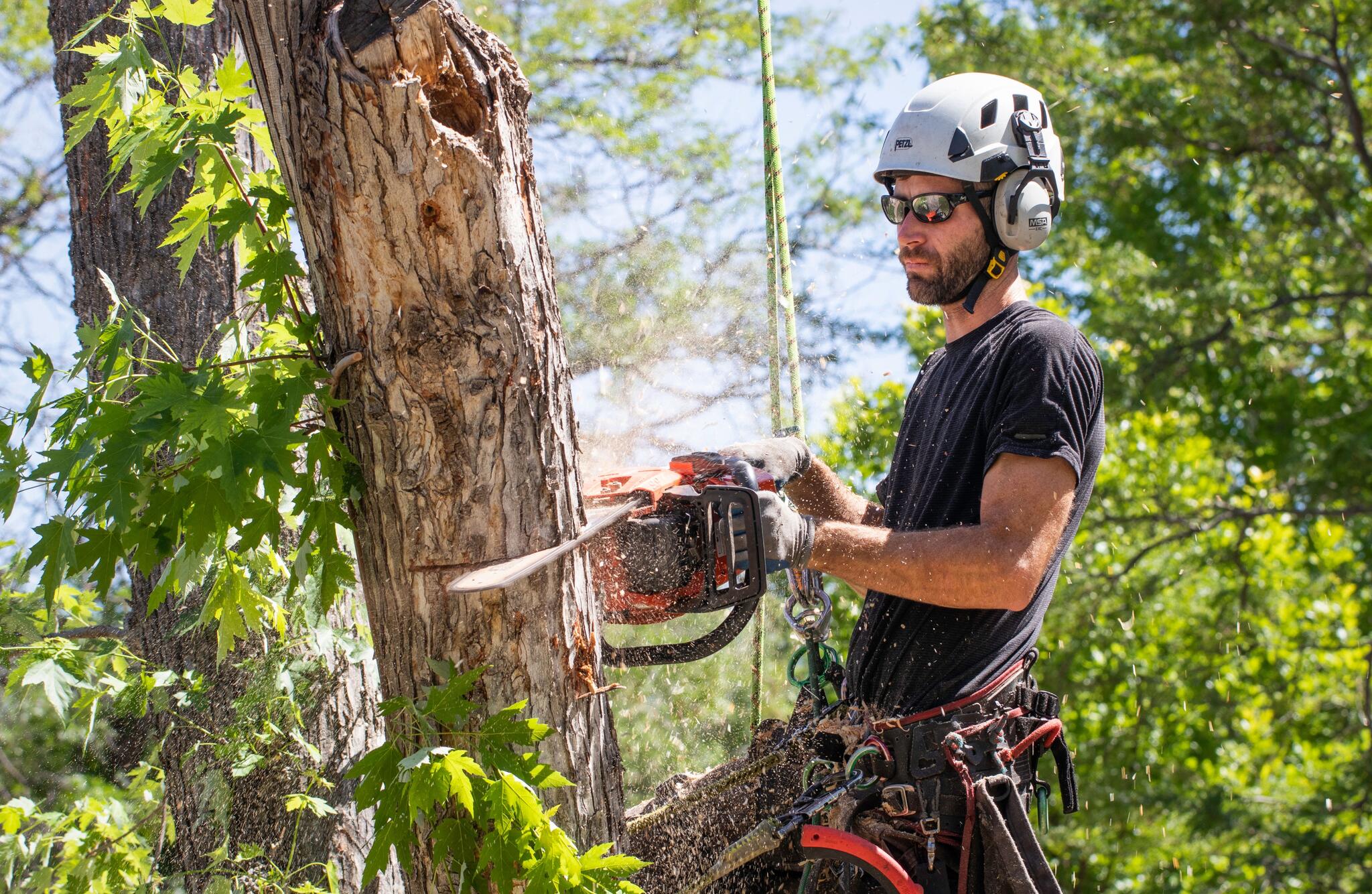 Little Bear Tree Service - Nextdoor