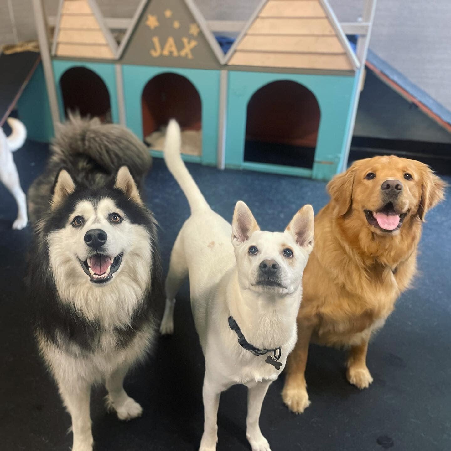 Jax Dog Drop Redmond - Redmond, WA - Nextdoor