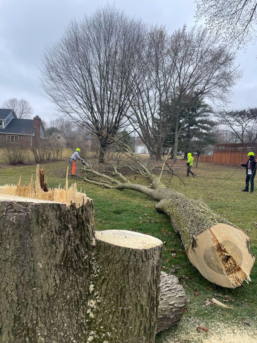 Martinez tree service & landscaping Llc - Indianapolis, IN - Nextdoor