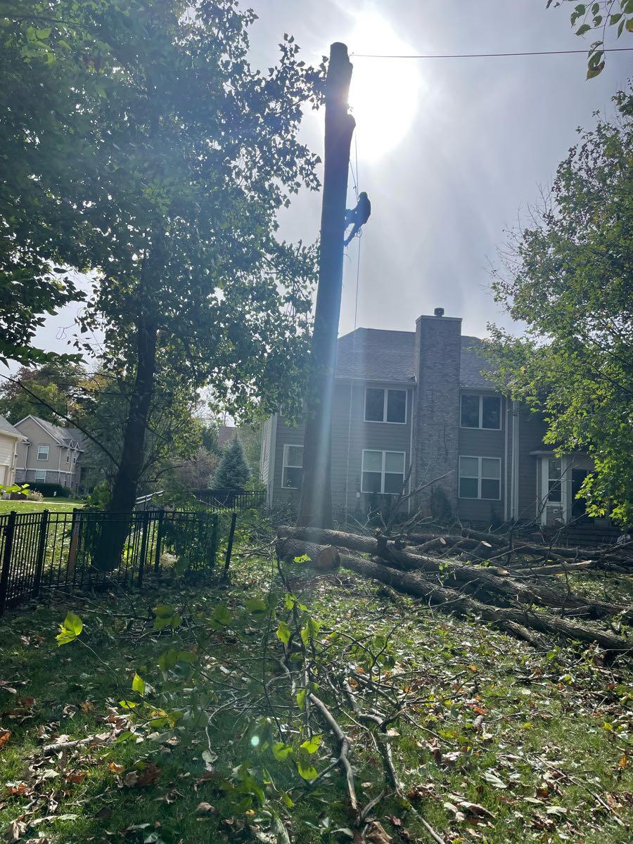 Martinez tree service & landscaping Llc - Indianapolis, IN - Nextdoor