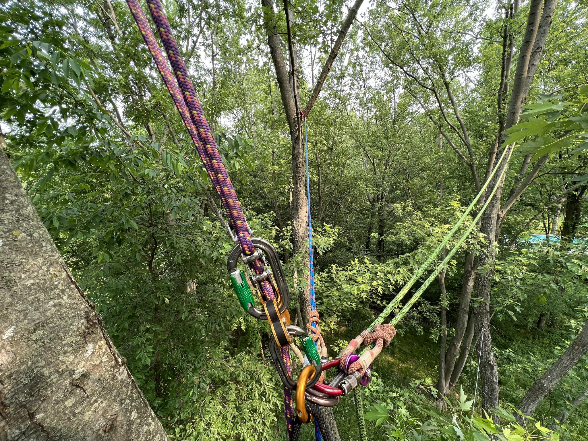 Ross Certified Arborists - Nextdoor