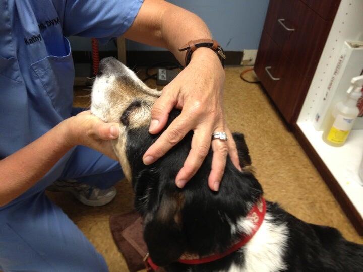 Maple Springs Veterinary Hospital - North Potomac, MD - Nextdoor