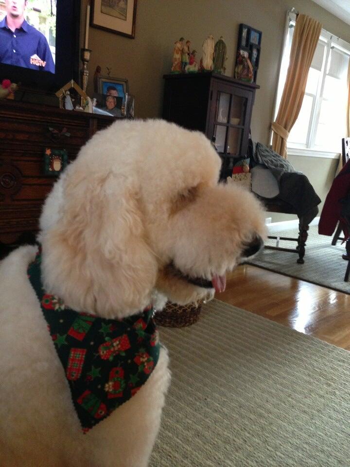 Flying Fur - Framingham, MA - Nextdoor