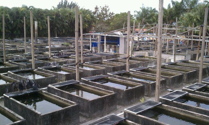 Neighborhood Fish Farm - Miami, FL - Nextdoor