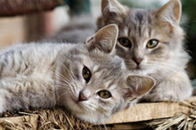 Hazel Tree House Kennel & Cattery - Great Brington - Nextdoor