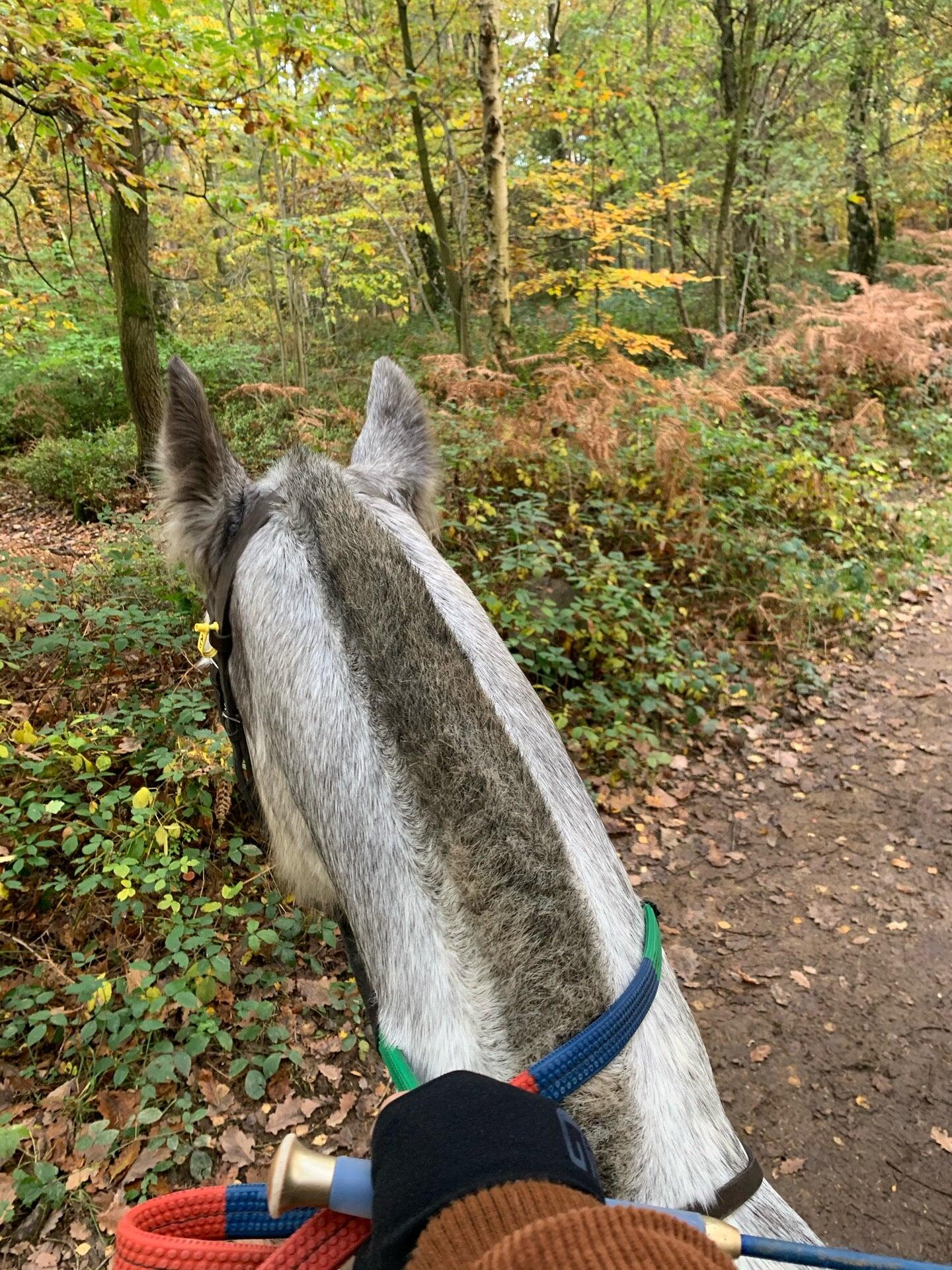 Grenoside Equestrian Centre - Sheffield - Nextdoor
