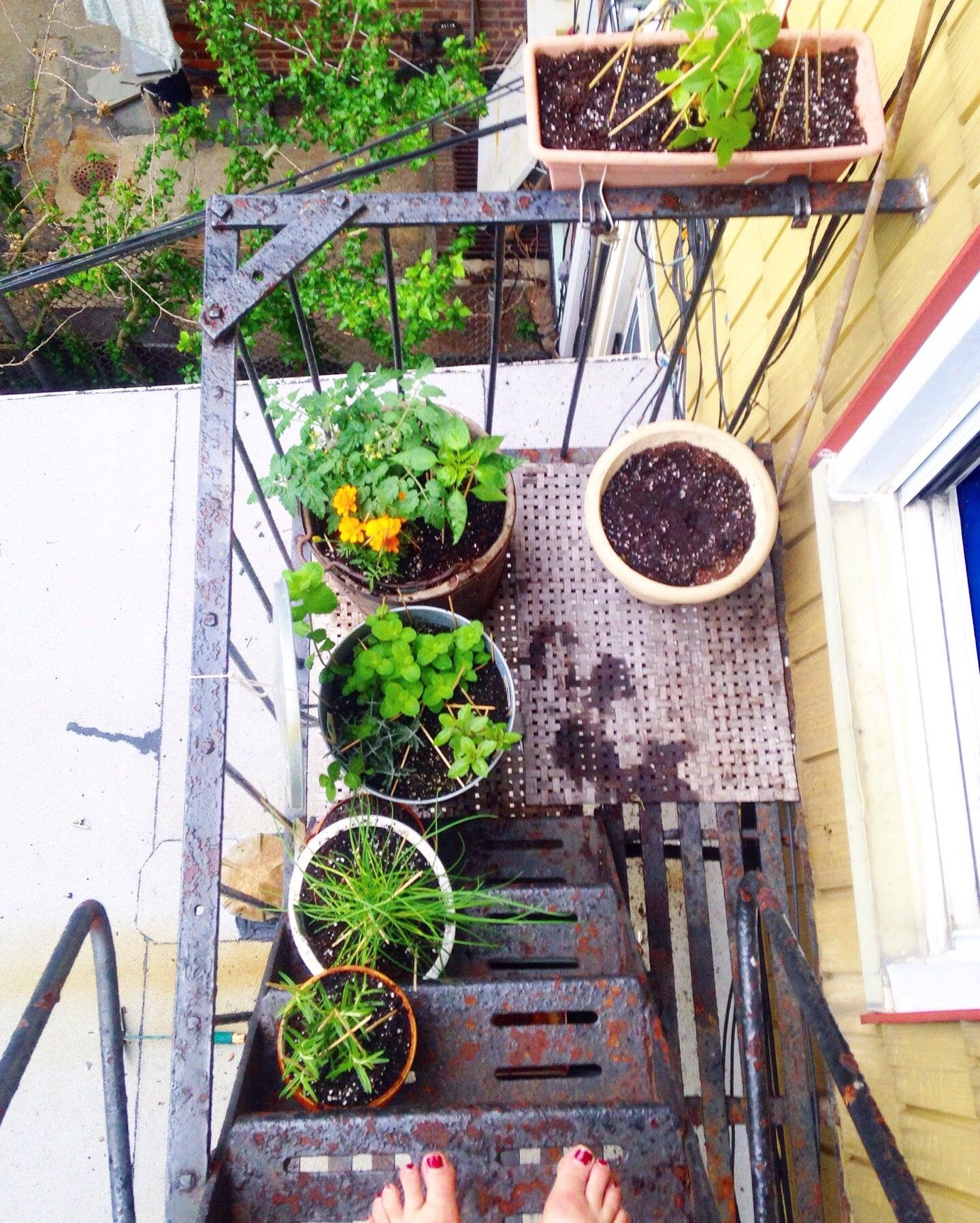 Chelsea Garden Center - Brooklyn, NY - Nextdoor