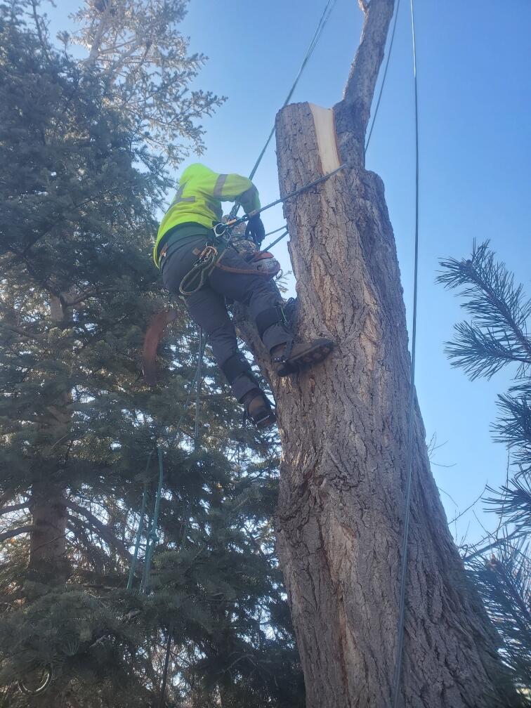 Jimenez Tree Service - Nextdoor