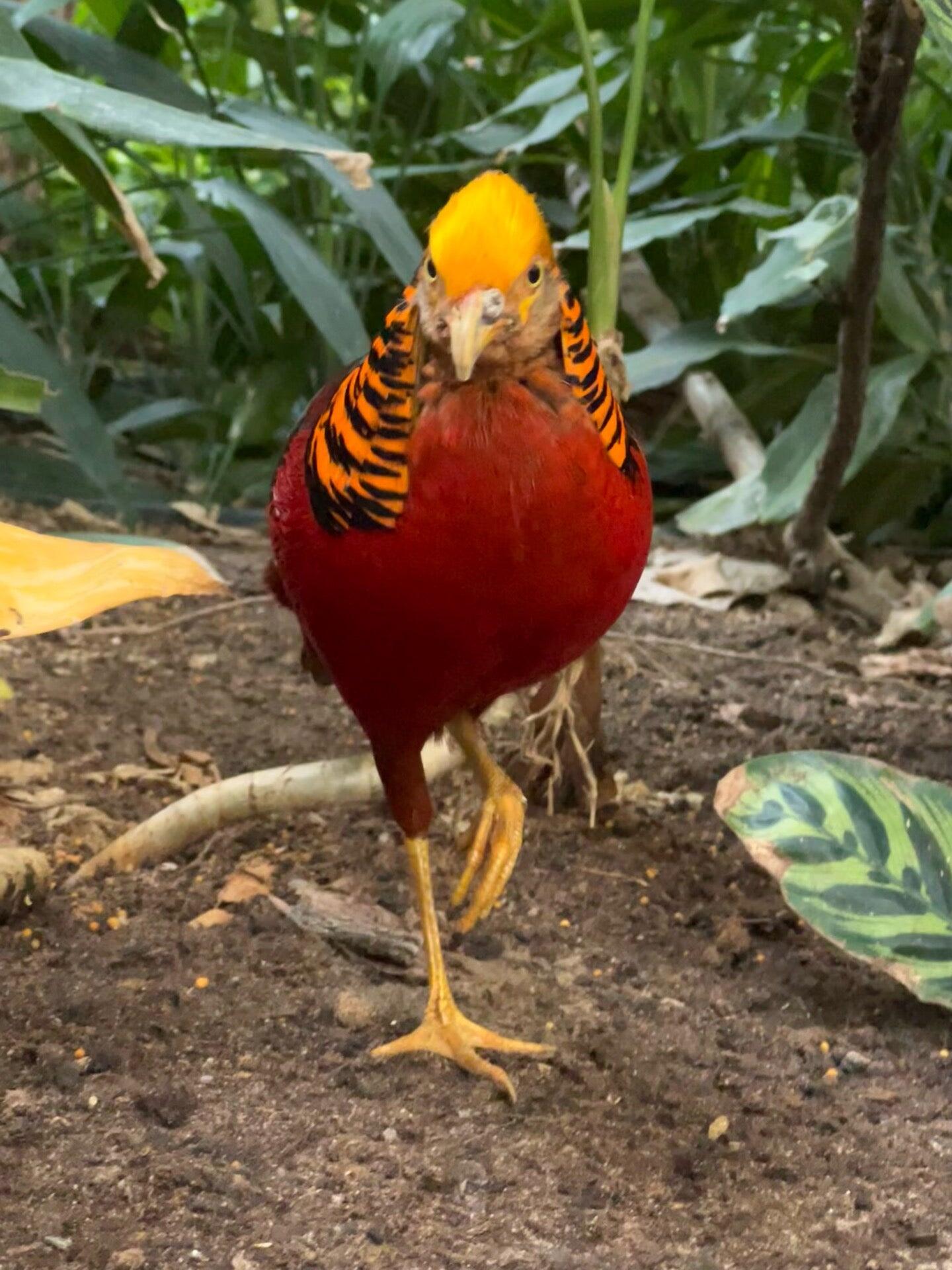 Tropical Island - Nextdoor