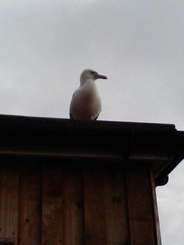 Cafe V8 - Inverness - Nextdoor