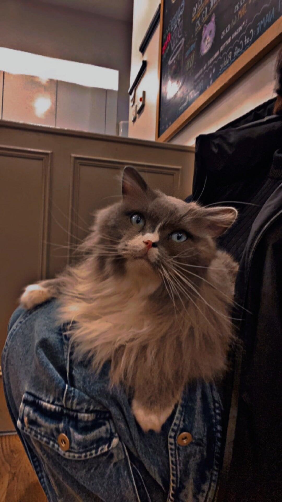 Cat Café - Liverpool - Nextdoor