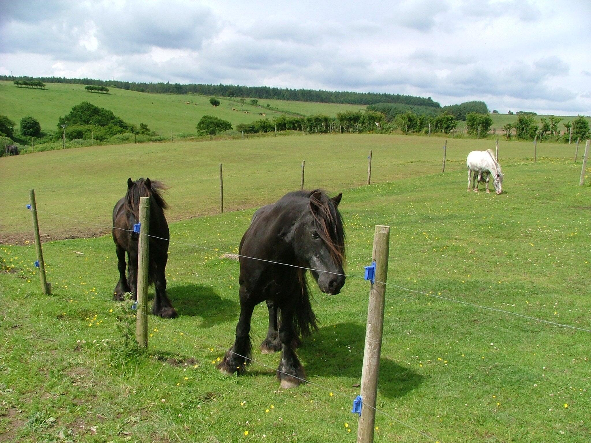 Ford Equestrian Services - Ravenscar - Nextdoor