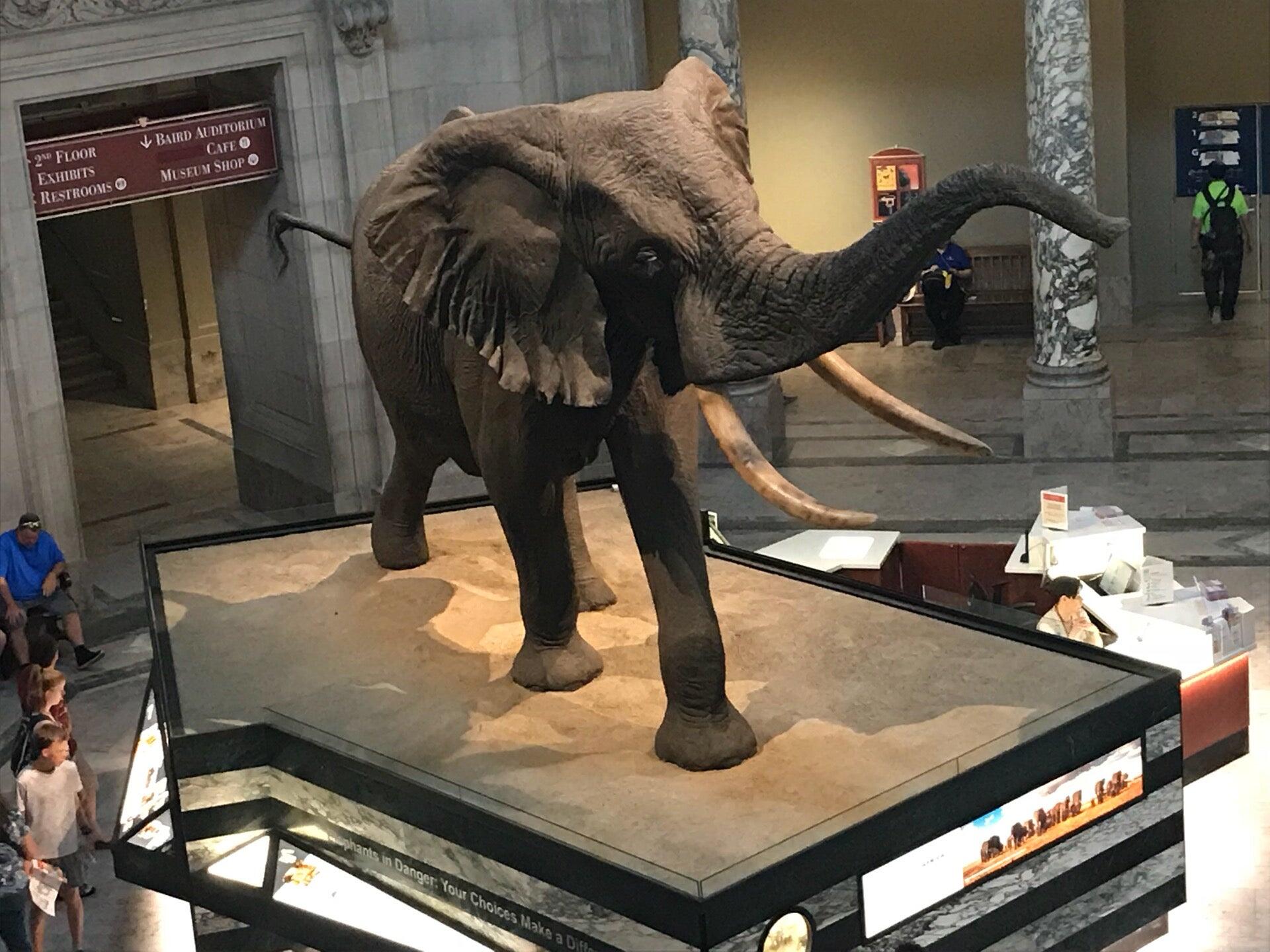 Kenneth E. Behring Family Rotunda - Smithsonian's National Museum of ...