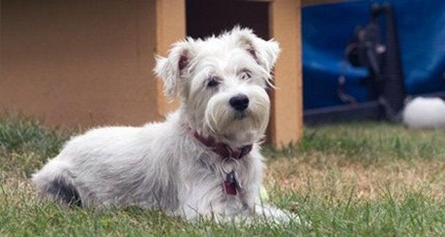 Ifield Park Cattery and Kennels - Crawley - Nextdoor