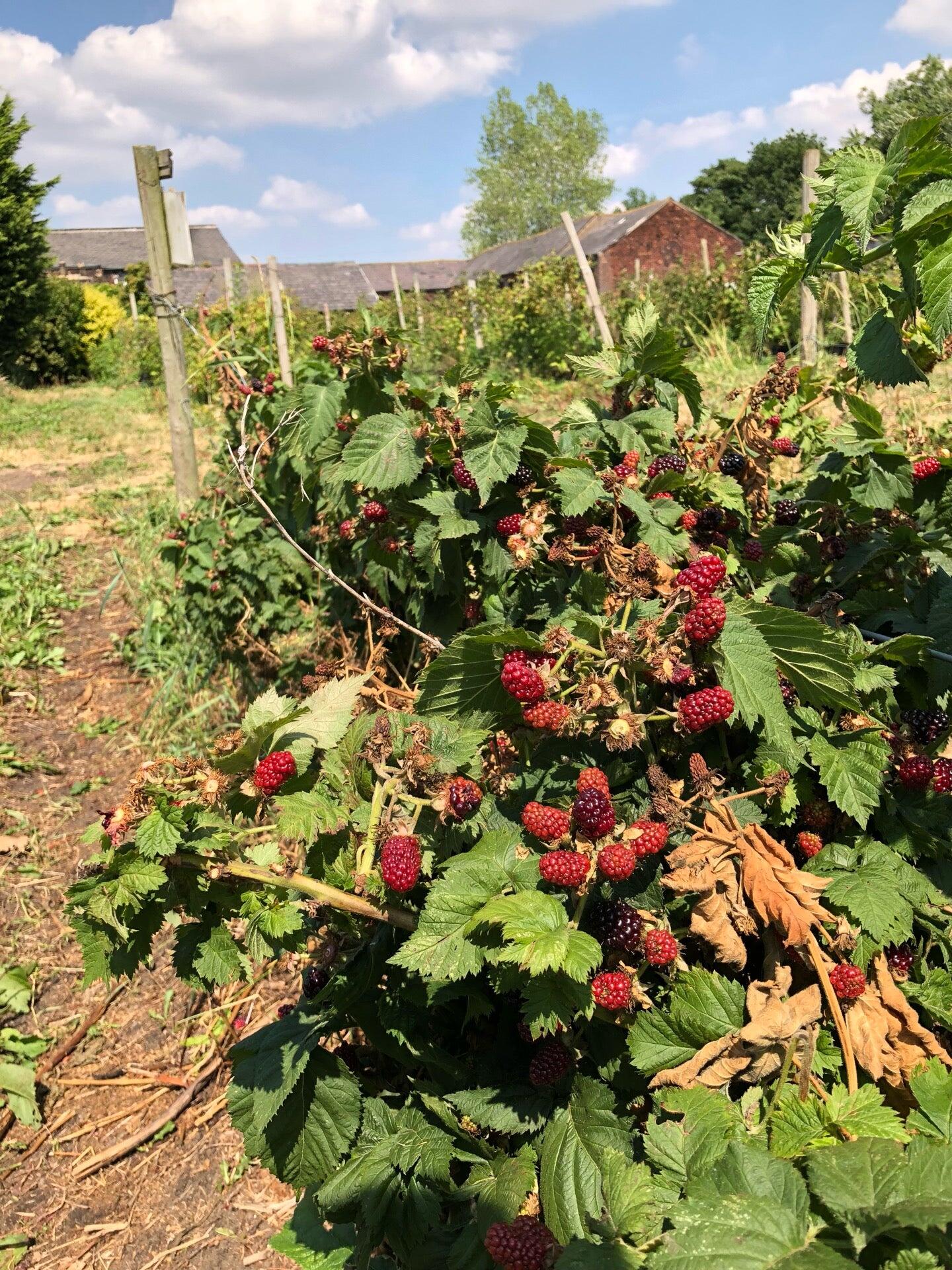Sandhill Strawberry Farm - Rainhill - Nextdoor