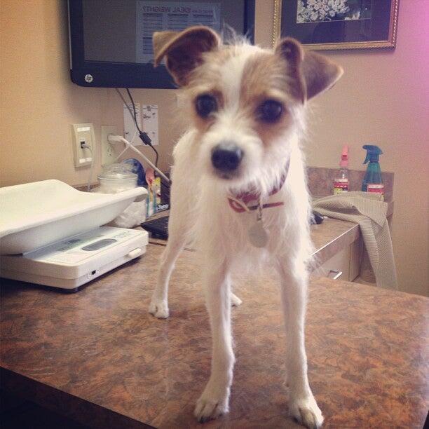 Spring Glen Veterinary - Renton, WA - Nextdoor