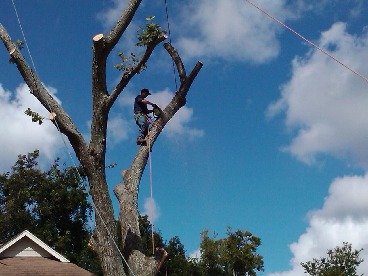 C.I.R Tree Service - Houston, TX - Nextdoor