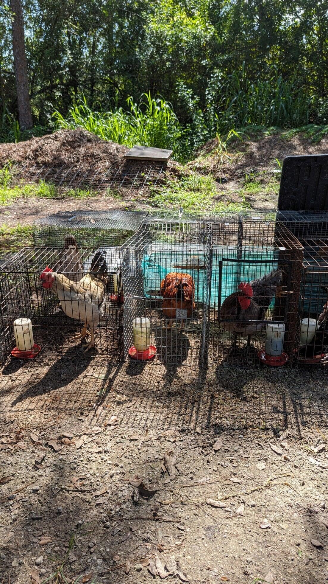Funky Chicken Farm - Nextdoor