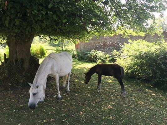 Green Lane House - Fordingbridge - Nextdoor