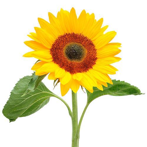 Jane Hamel Garden Design - Adstone - Nextdoor