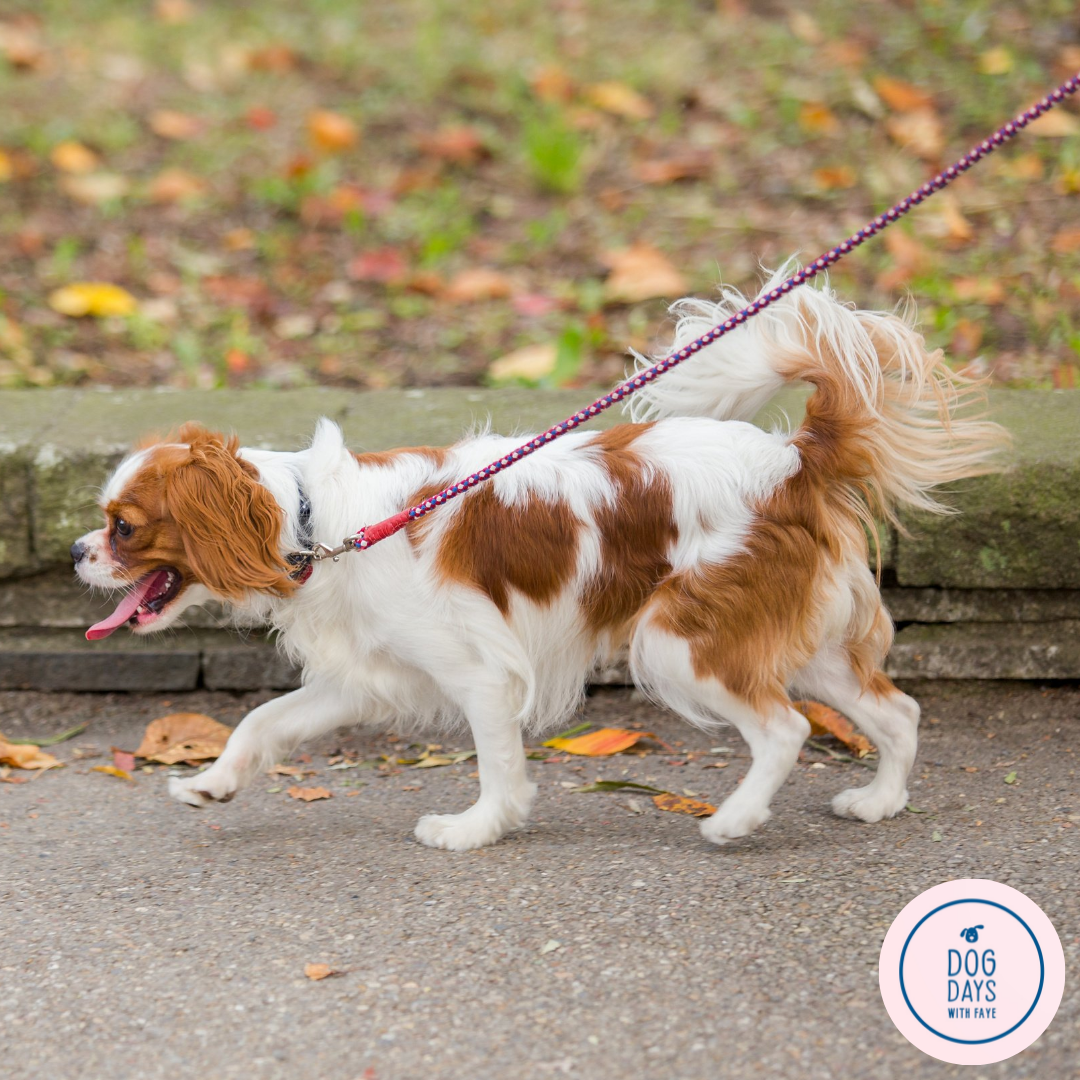 Dog days with Faye - Nextdoor