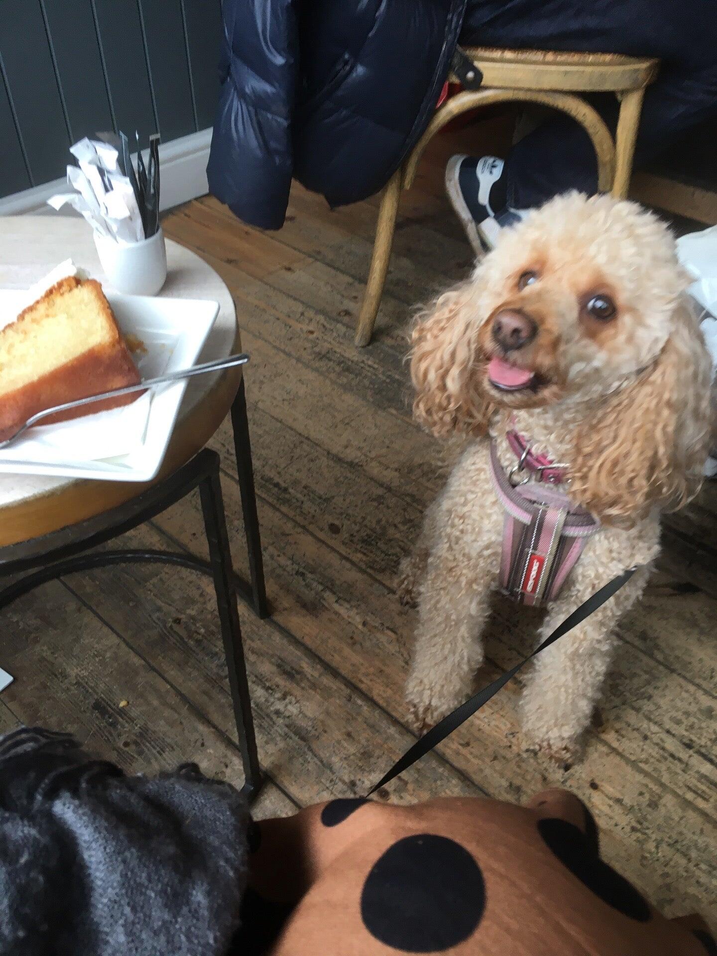 Cafe Lucca - Bath, England - Nextdoor