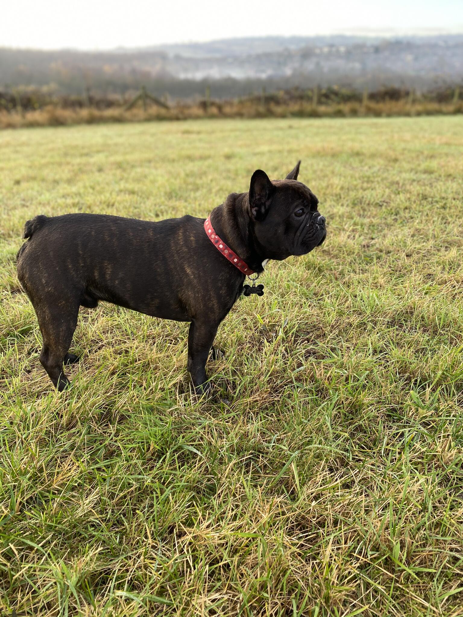 Keith's K9s - Sheffield - Nextdoor