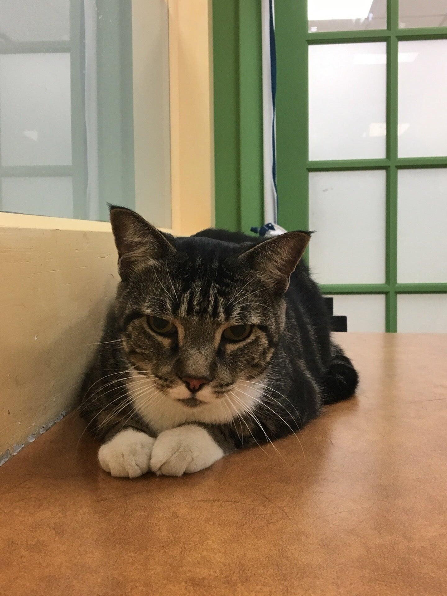 Paws 2 Help - West Palm Beach, FL - Nextdoor