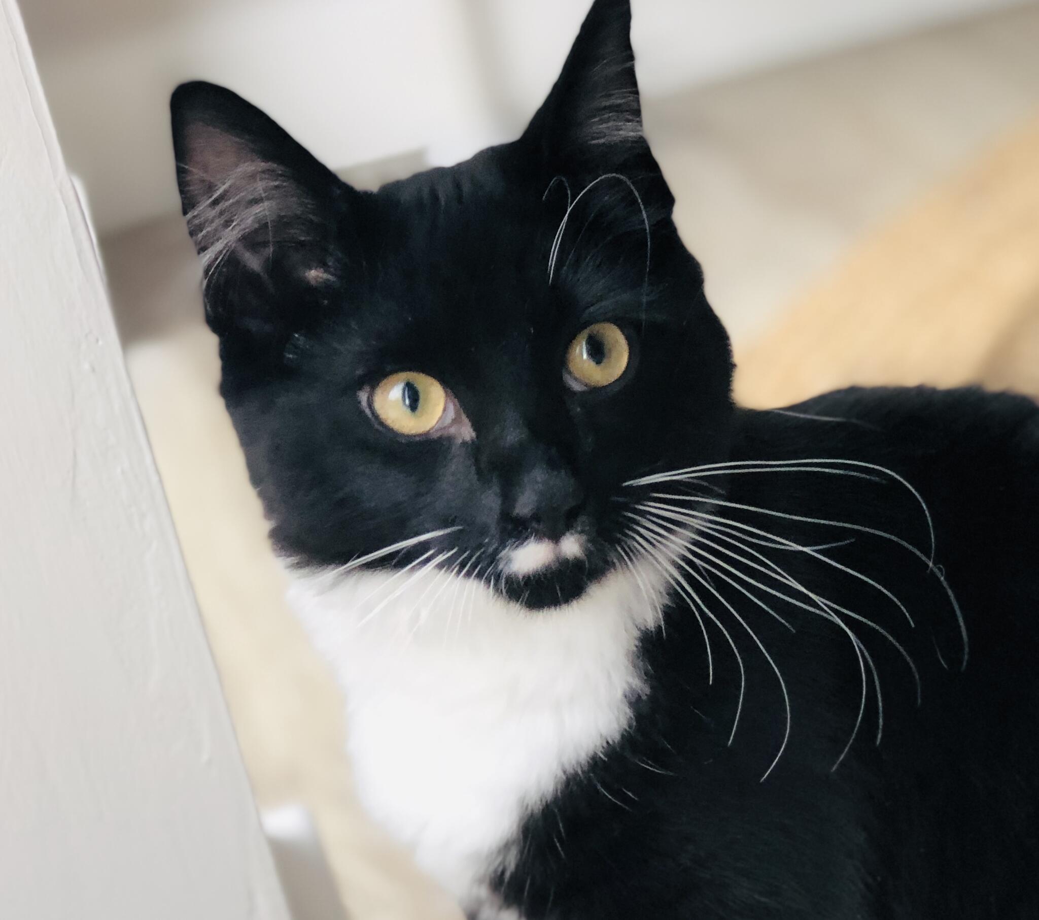 Kitty Sitty - Nextdoor