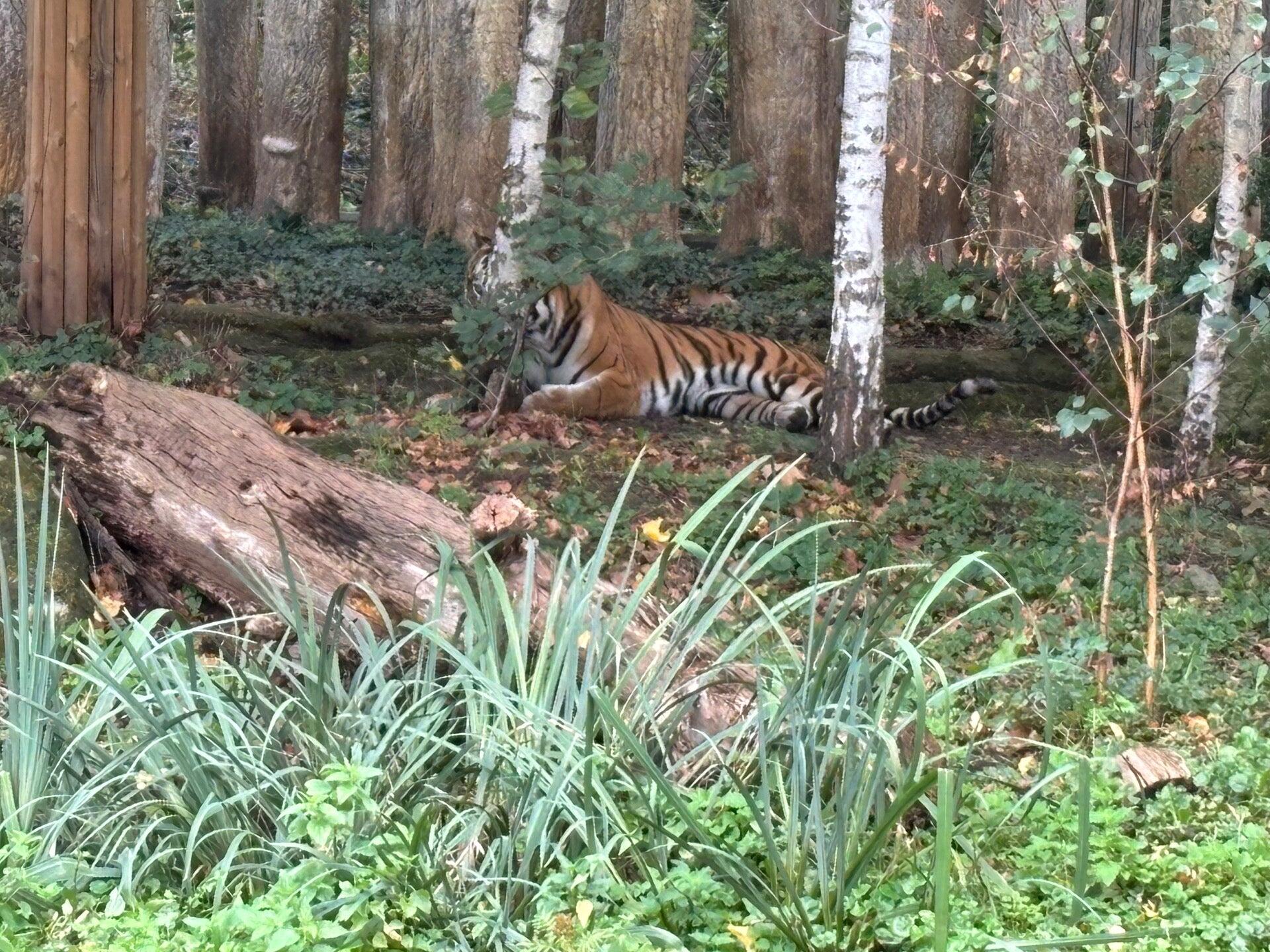 Tiger-Taiga - Nextdoor